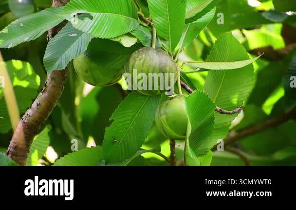 Tropical exotic fruits Stock Videos & Footage - HD and 4K Video Clips ...