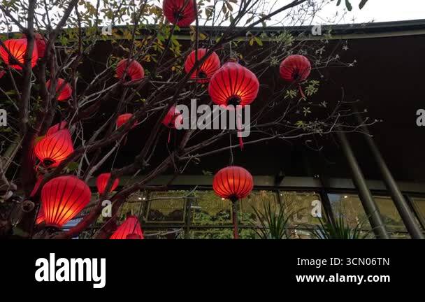 Red lanterns hanging from tree Stock Videos & Footage - HD and 4K Video ...
