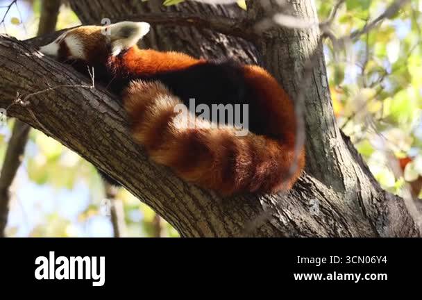 Red panda resting on a tree branch Stock Video Footage - Alamy