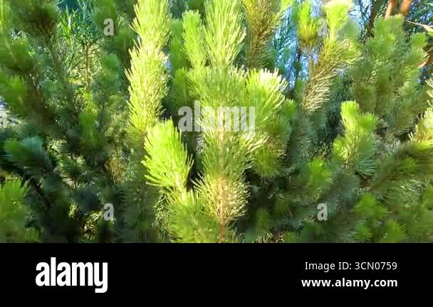 Pinus contorta tree Stock Videos & Footage - HD and 4K Video Clips - Alamy