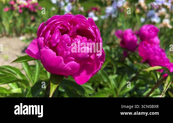 Large pink peony flowers sway in the light breeze against the backdrop ...