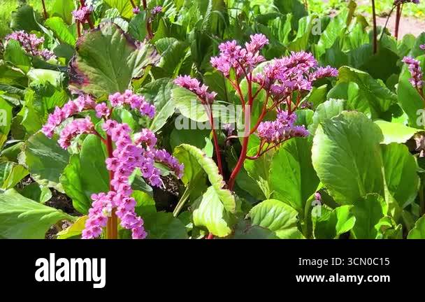 Statice caspia marsh rosemary Stock Videos & Footage - HD and 4K Video ...