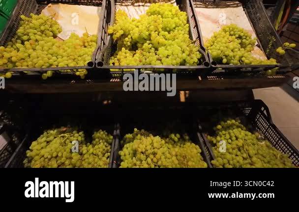 Bunches grapes in boxes Stock Videos & Footage - HD and 4K Video Clips ...