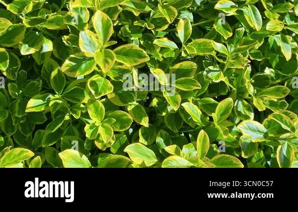 Euonymus japonicus, evergreen spindle, Japanese spindle is a species of ...