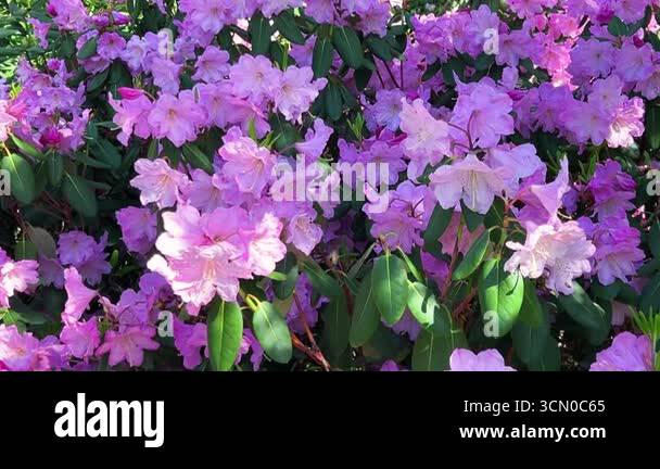 Delicate light lilac rhododendron flowers on a flowering bush in a ...