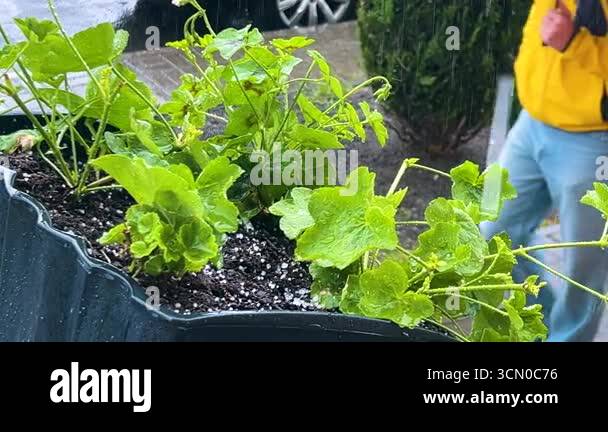 Spring hail falls on a street pot with geranium flowers Stock Video ...