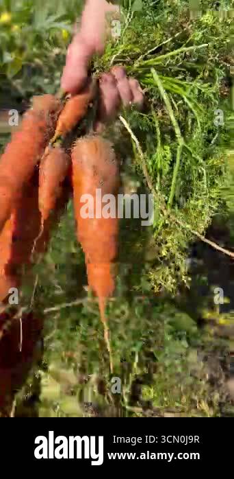 Early root system Stock Videos & Footage - HD and 4K Video Clips - Alamy