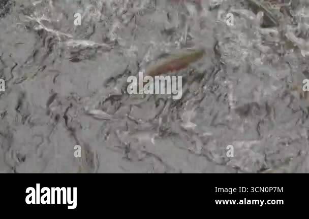 Trout feeding frenzy at fish farm Stock Video Footage - Alamy