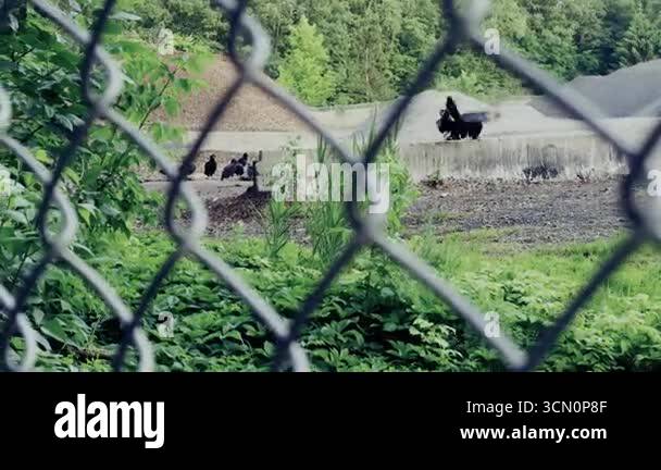 Vultures in a dump chain link fence consuming a deer carcass POV ...