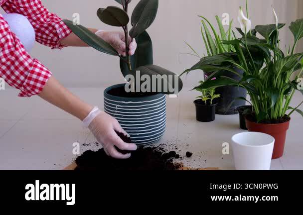 woman transplanting indoor plants. House plant care concept. Spring ...