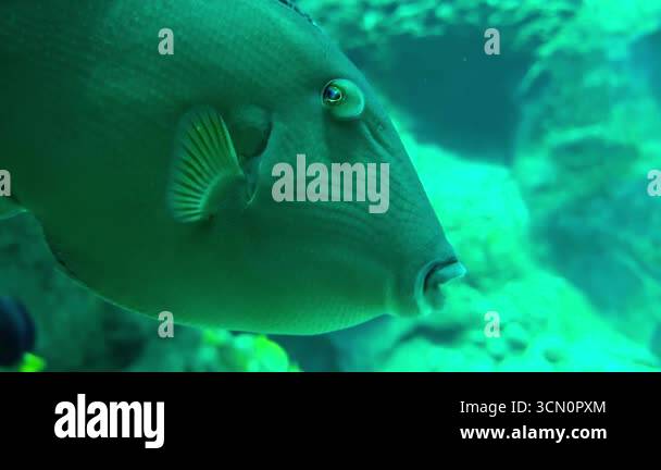 Close-up of a tropical triggerfish underwater, showing unique skin ...