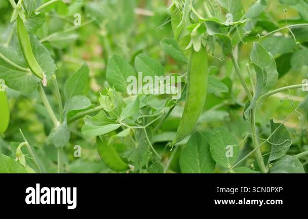 Pea plants growing in a vegetable garden, with fresh green leaves and ...