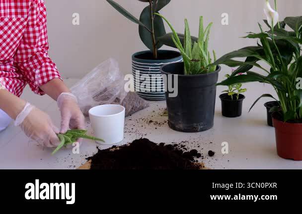 woman transplanting indoor plants. House plant care concept. Spring ...