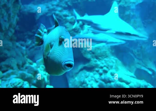 tropical triggerfish underwater, showing unique skin texture, eye ...