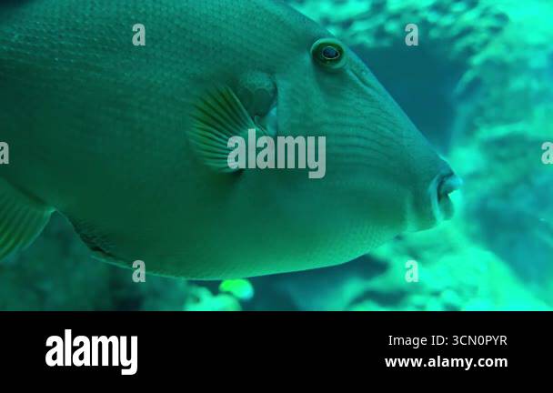 Close-up of a tropical triggerfish underwater, showing unique skin ...