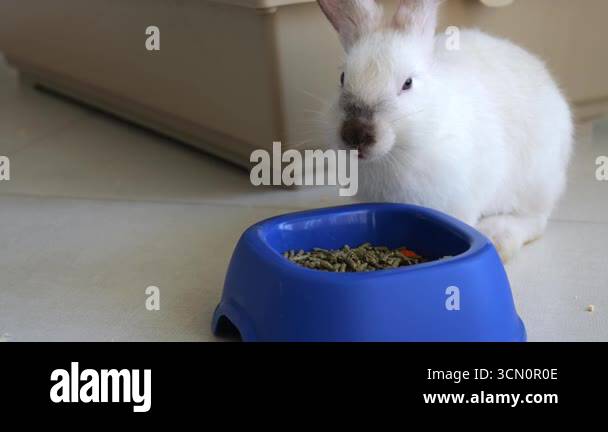 Funny cute white rabbit eating from a bowl. rabbit pet close up. High ...