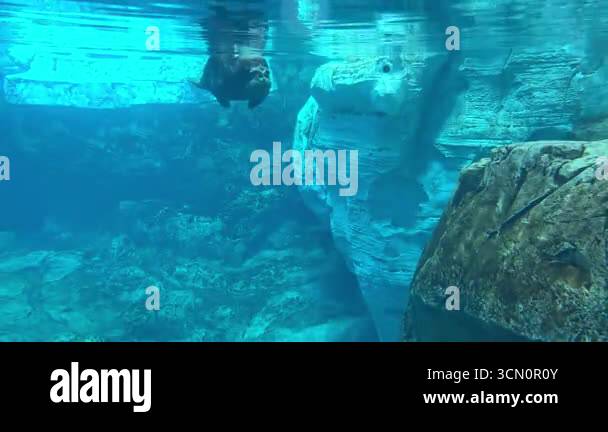 walrus glide through crystal-clear water in a rocky aquarium. The ...