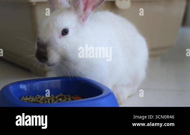 Funny cute white rabbit eating from a bowl. rabbit pet close up. High ...