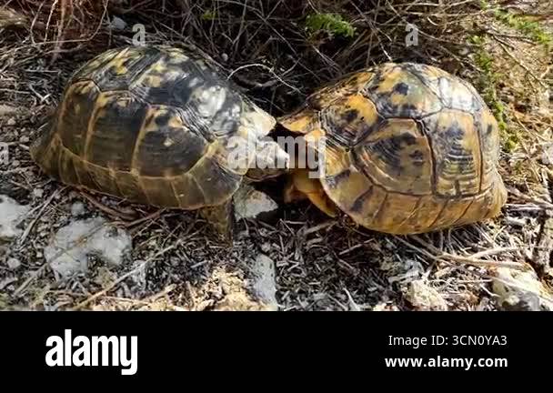 Pair of Turtles Sitting Close, Camera Slowly Moves Toward Their Heads ...