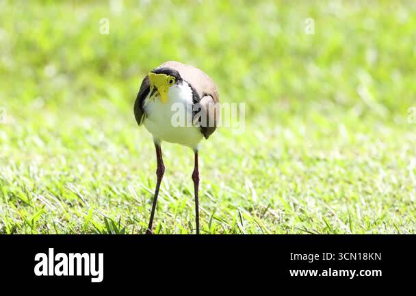 Lapwing with an insect in the beak Stock Videos & Footage - HD and 4K ...