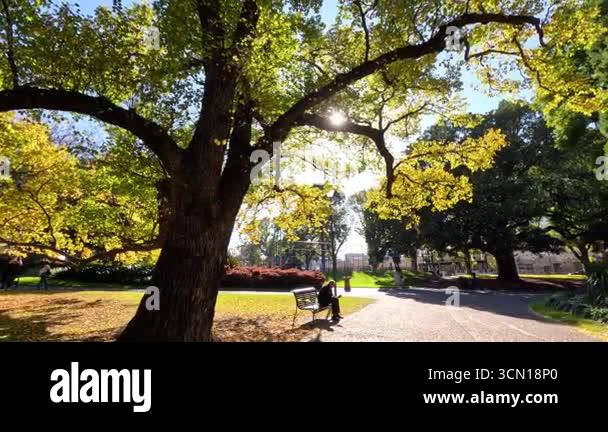 Person walking under tree in Melbourne park Stock Video Footage - Alamy