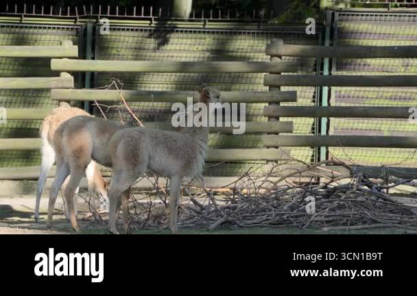 Interaction between two animals Stock Videos & Footage - HD and 4K ...