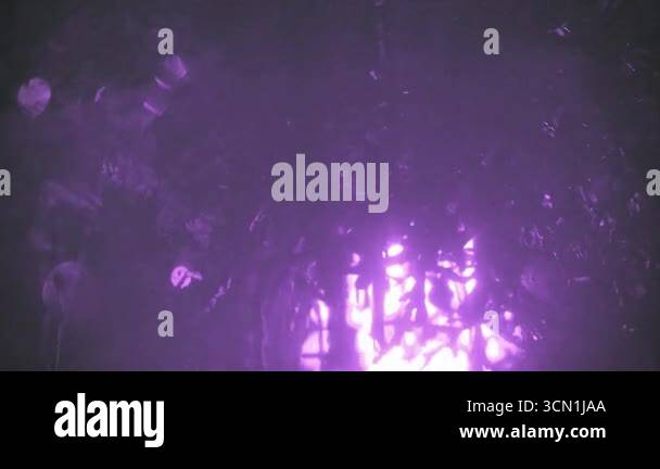 Purple tinted foliage Stock Videos & Footage - HD and 4K Video Clips ...