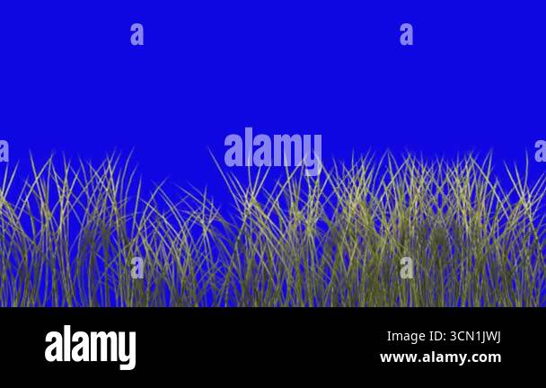 Grass animation effects isolated on a blue screen background. Useful ...