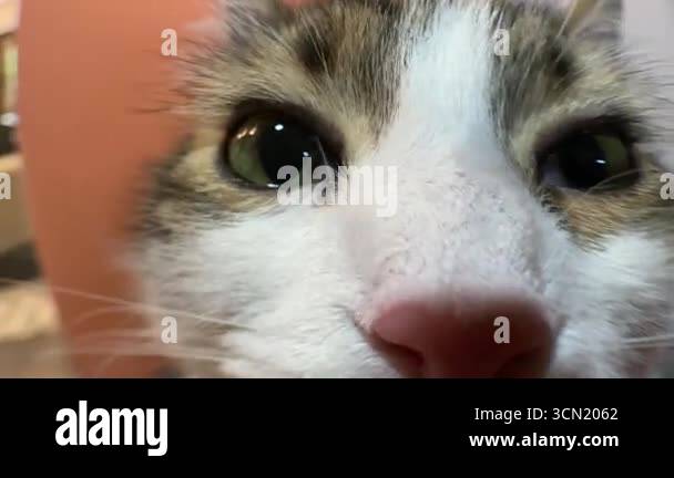 Adorable cat face captured in extreme macro close up as it sniffs the ...