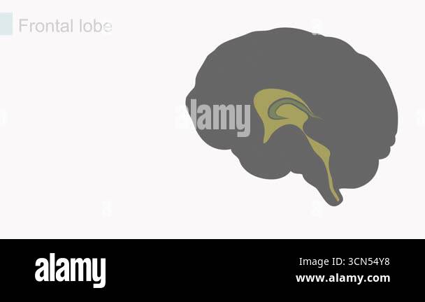 brain with text and text on white background Stock Video Footage - Alamy