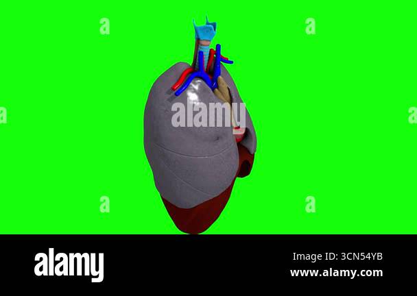 Illustration liver internal organ Stock Videos & Footage - HD and 4K ...