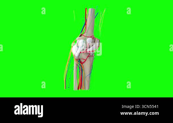 human upper leg anatomy Stock Video Footage - Alamy