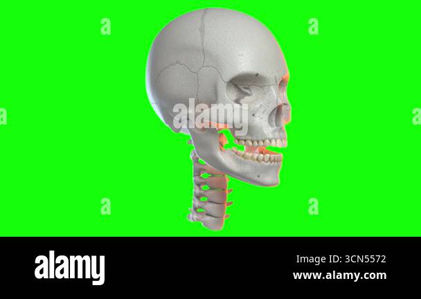 human skull anatomy 3 d illustration Stock Video Footage - Alamy