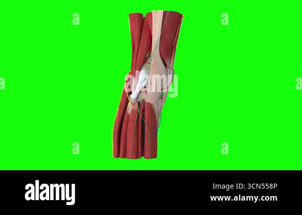 3 d rendered illustration of the human bone Stock Video Footage - Alamy