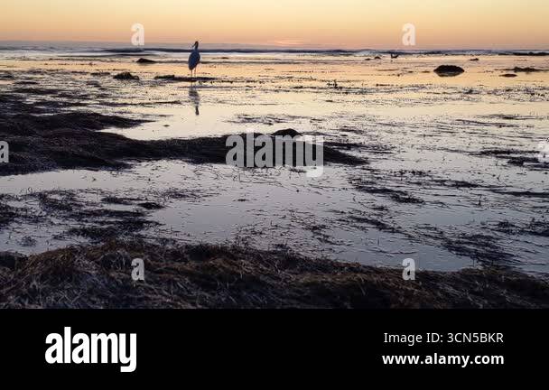 Southern California coastal scenes with ancient reefs, tide pools ...
