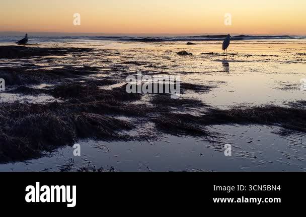Southern California coastal scenes with ancient reefs, tide pools ...