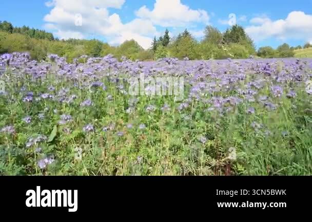 Field of Phacelia tanacetifolia flowers in summer, blue or purple tansy ...