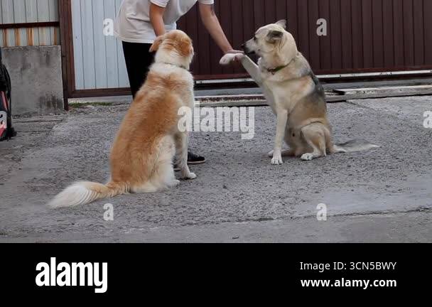 dog training, dogs follow commands Stock Video Footage - Alamy