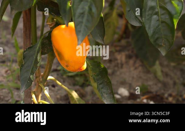 orange bell pepper plant Stock Video Footage - Alamy