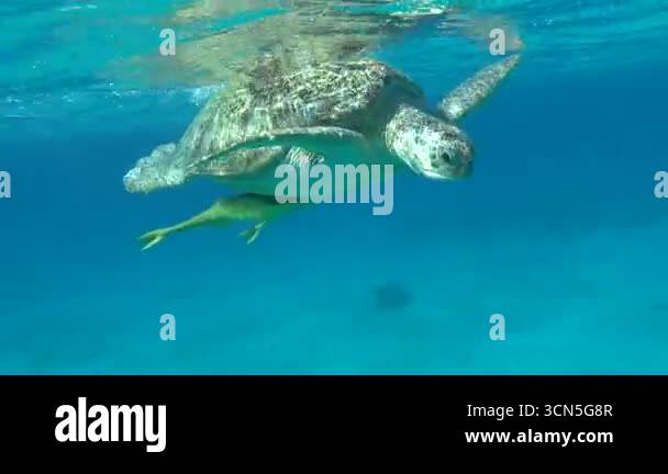 Big Green turtle , Green turtles are the largest of all sea turtles. A ...