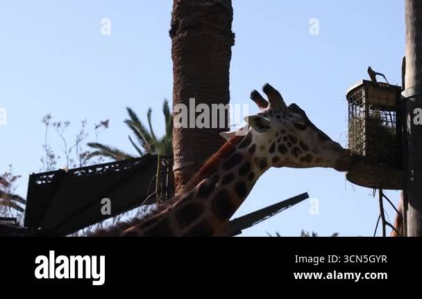 Giraffe eating from a feeder in Melbourne zoo Stock Video Footage - Alamy