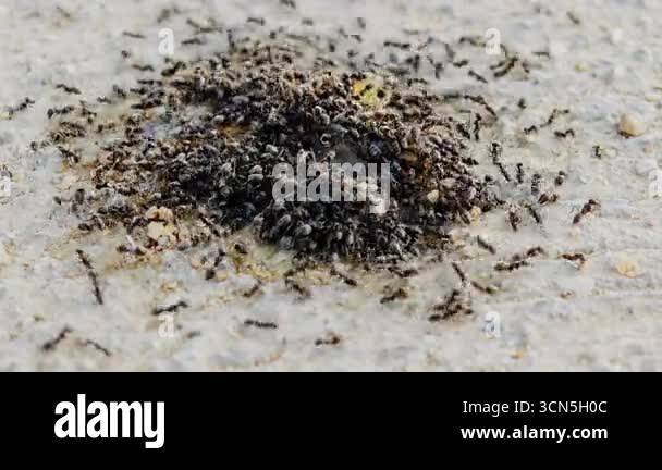 Macro view of black ants flock while eating dead animal on ground ...