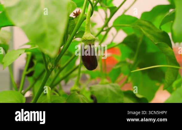 Smooth camera movement in a greenhouse with growing eggplants, close-up ...