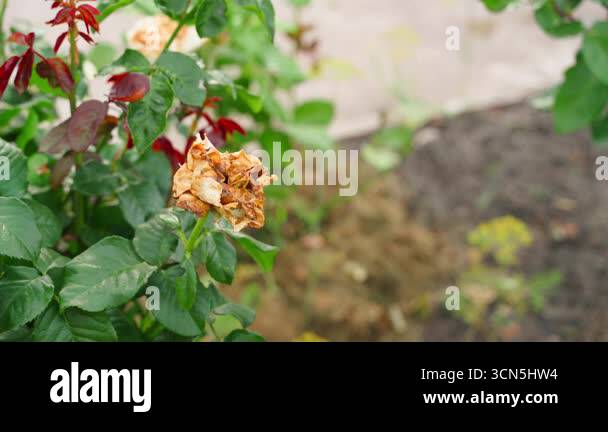 Old cut roses Stock Videos & Footage - HD and 4K Video Clips - Alamy