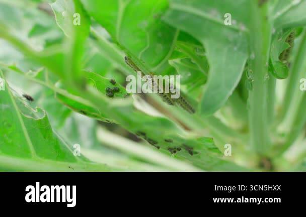 Caterpillars on a Brussels sprout leaf, close-up. Pests eating ...