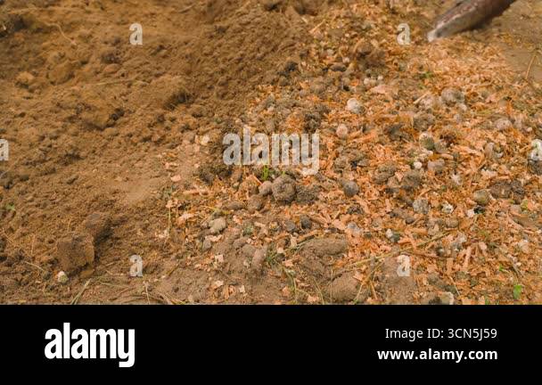 A garden bed after harvest is sprinkled with chicken manure and dug ...