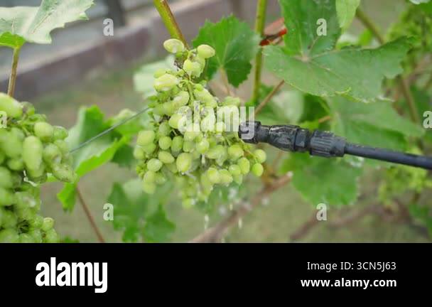 Bunches of green grapes are sprayed with a sprayer against fungal diseases and pests, close-up ...