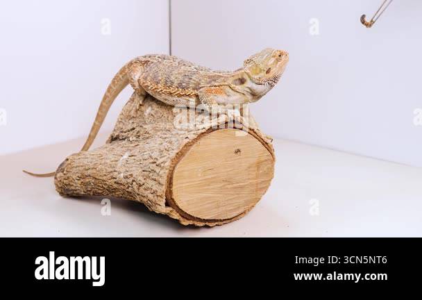 A bearded dragon sits on a log, reaching for food in a well-lit studio ...