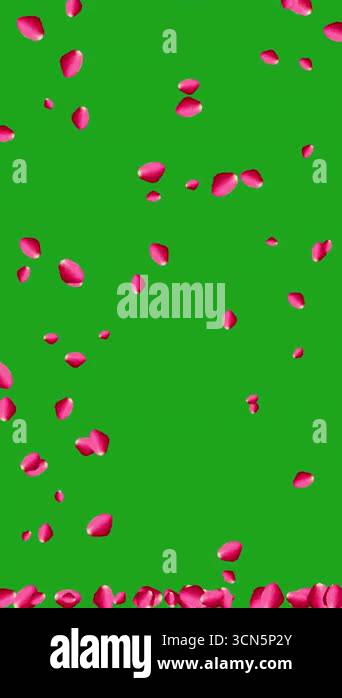 Beautiful animation of rose petals gently falling down on a vertical ...