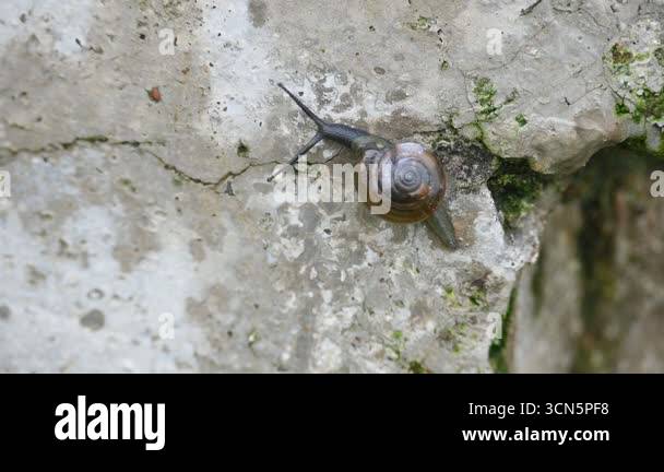 Tanychlamys indica orhorntail snail. It is aspeciesof air breathingland ...